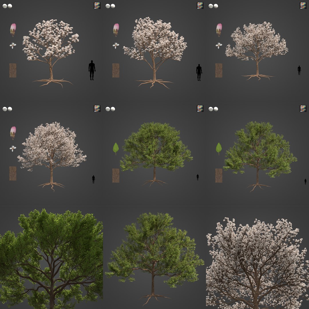 2021 PBR Almond Tree Collection - Prunus Dulcis Model - TurboSquid 1753563