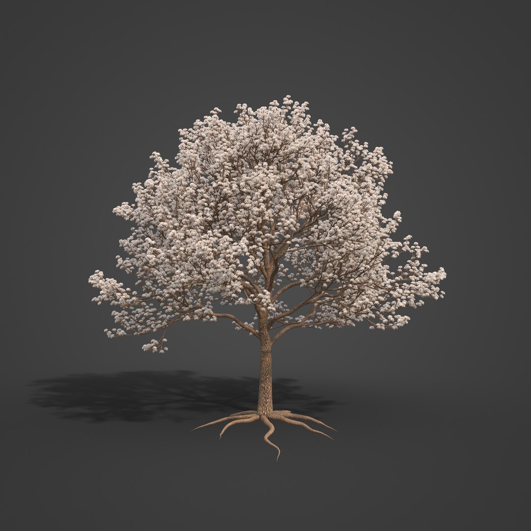2021 PBR Almond Tree Collection - Prunus Dulcis Model - TurboSquid 1753563
