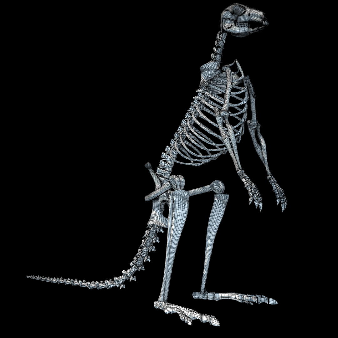 3ds max kangaroo skeleton