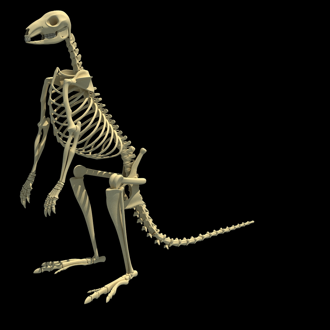 3ds Max Kangaroo Skeleton