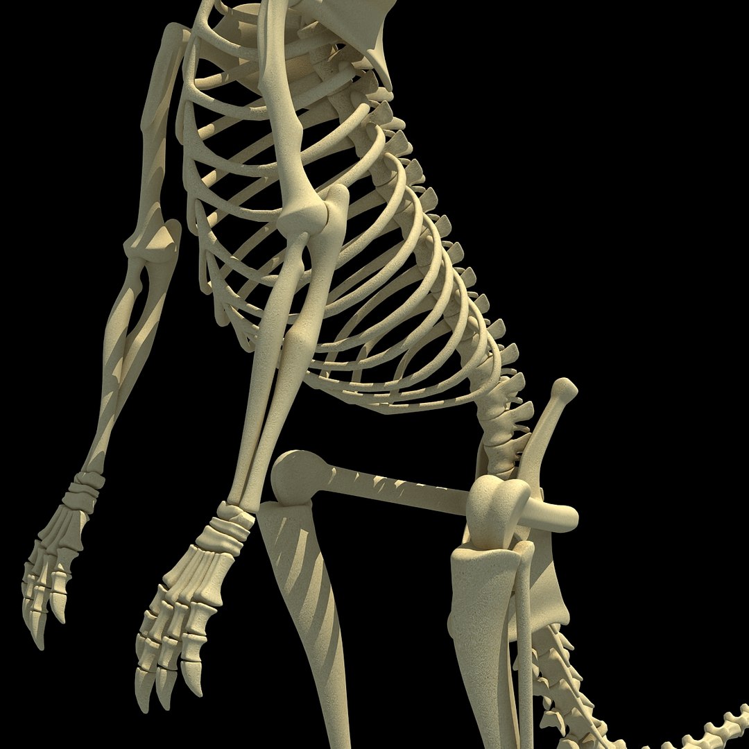 3ds Max Kangaroo Skeleton