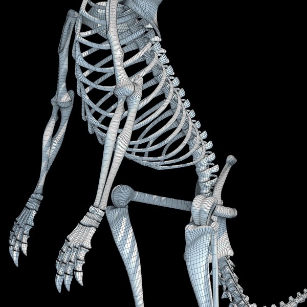 3ds max kangaroo skeleton