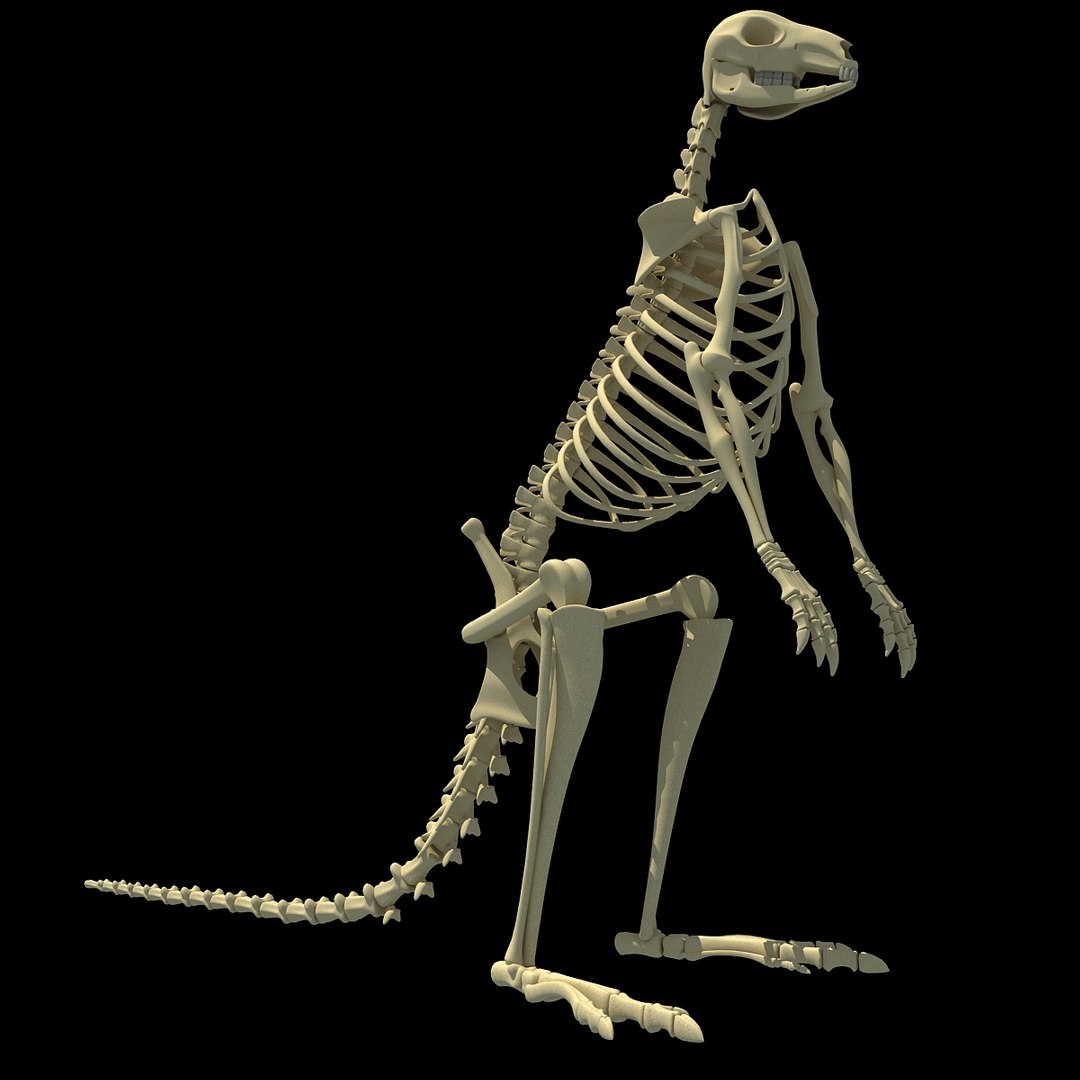 3ds Max Kangaroo Skeleton