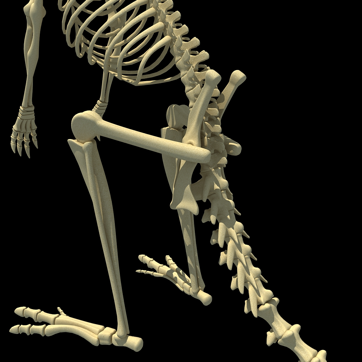 3ds max kangaroo skeleton