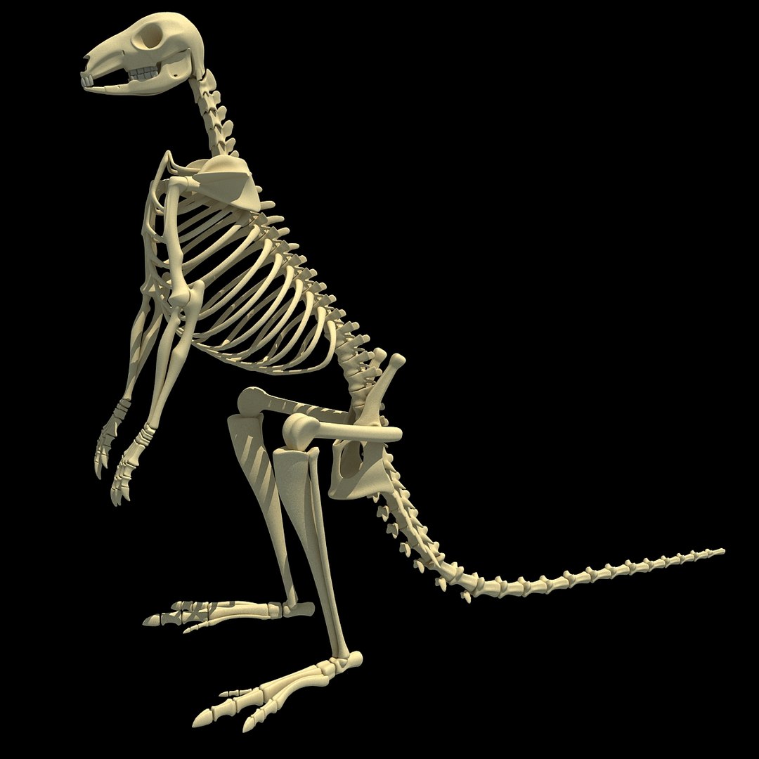 3ds Max Kangaroo Skeleton