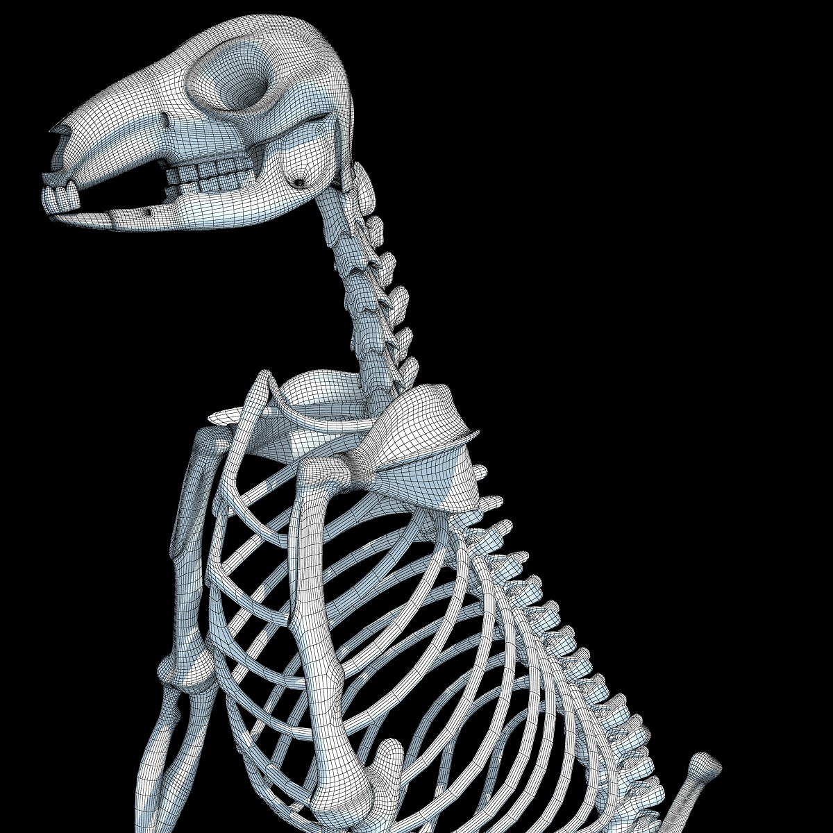 3ds max kangaroo skeleton