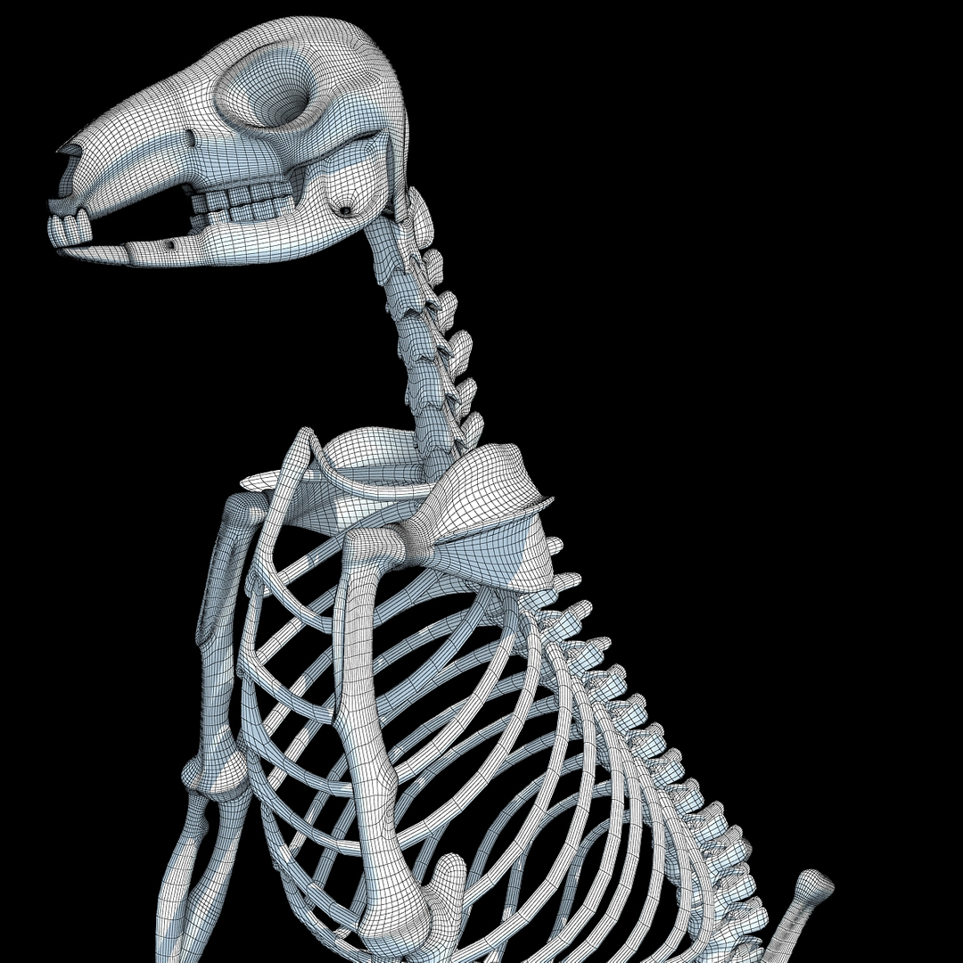 3ds max kangaroo skeleton