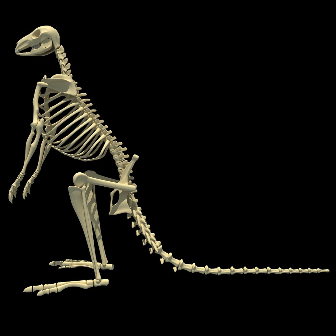 3ds Max Kangaroo Skeleton