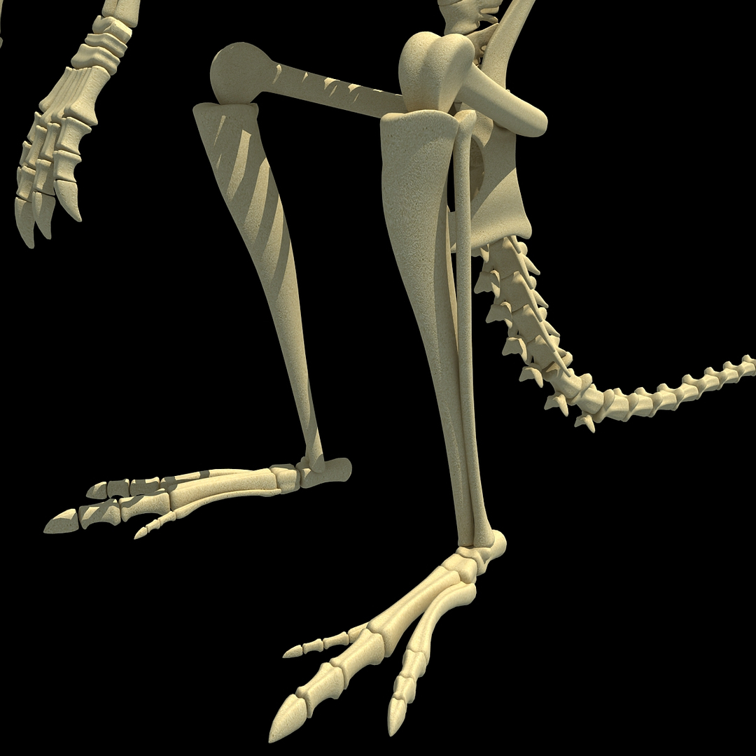 3ds max kangaroo skeleton