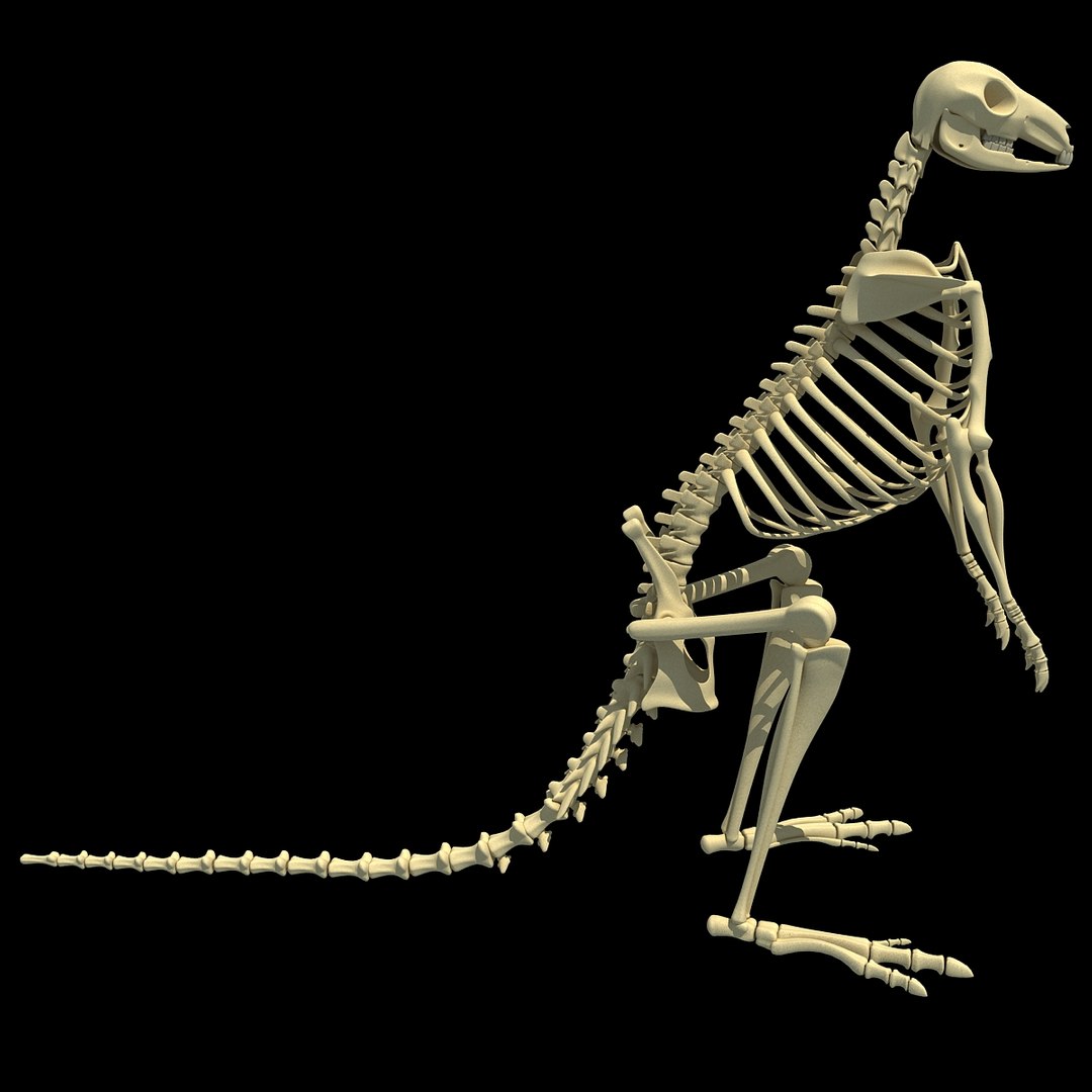 3ds Max Kangaroo Skeleton