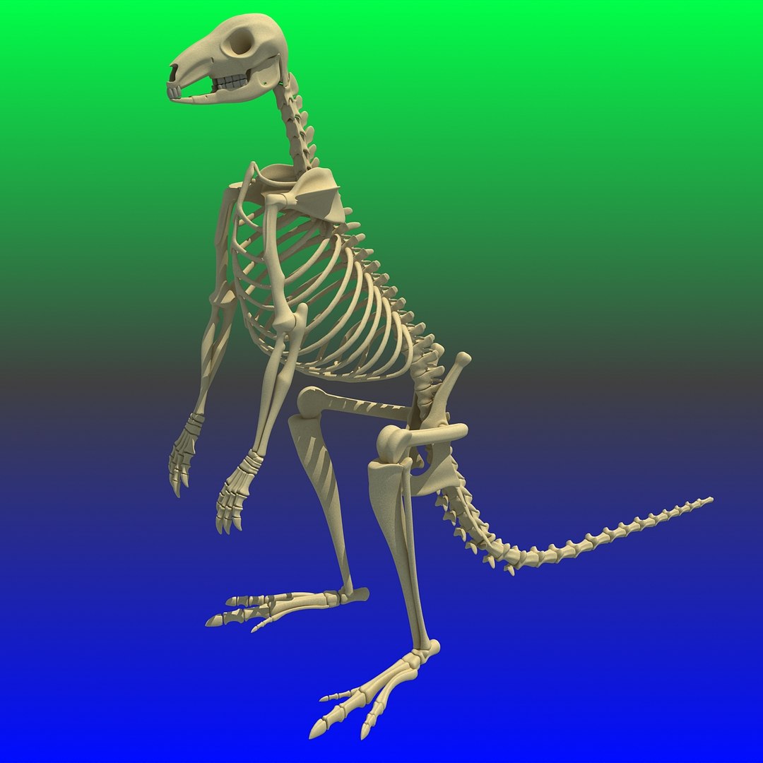 3ds Max Kangaroo Skeleton