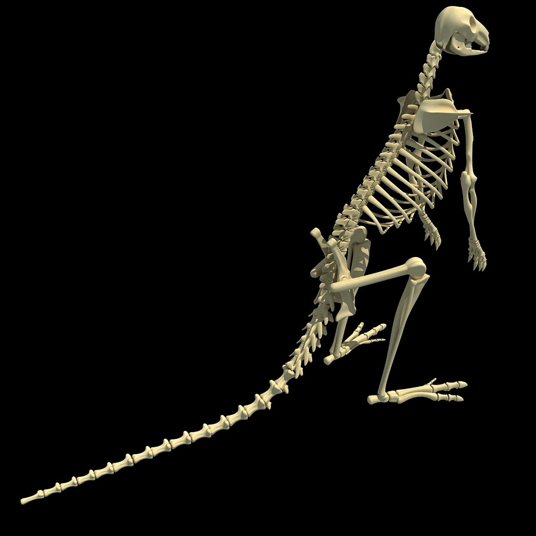 3ds Max Kangaroo Skeleton