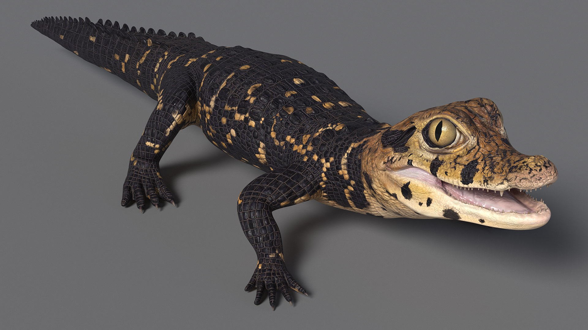 3D Model Black Caiman Baby Rigged For Cinema 4D - TurboSquid 2270862