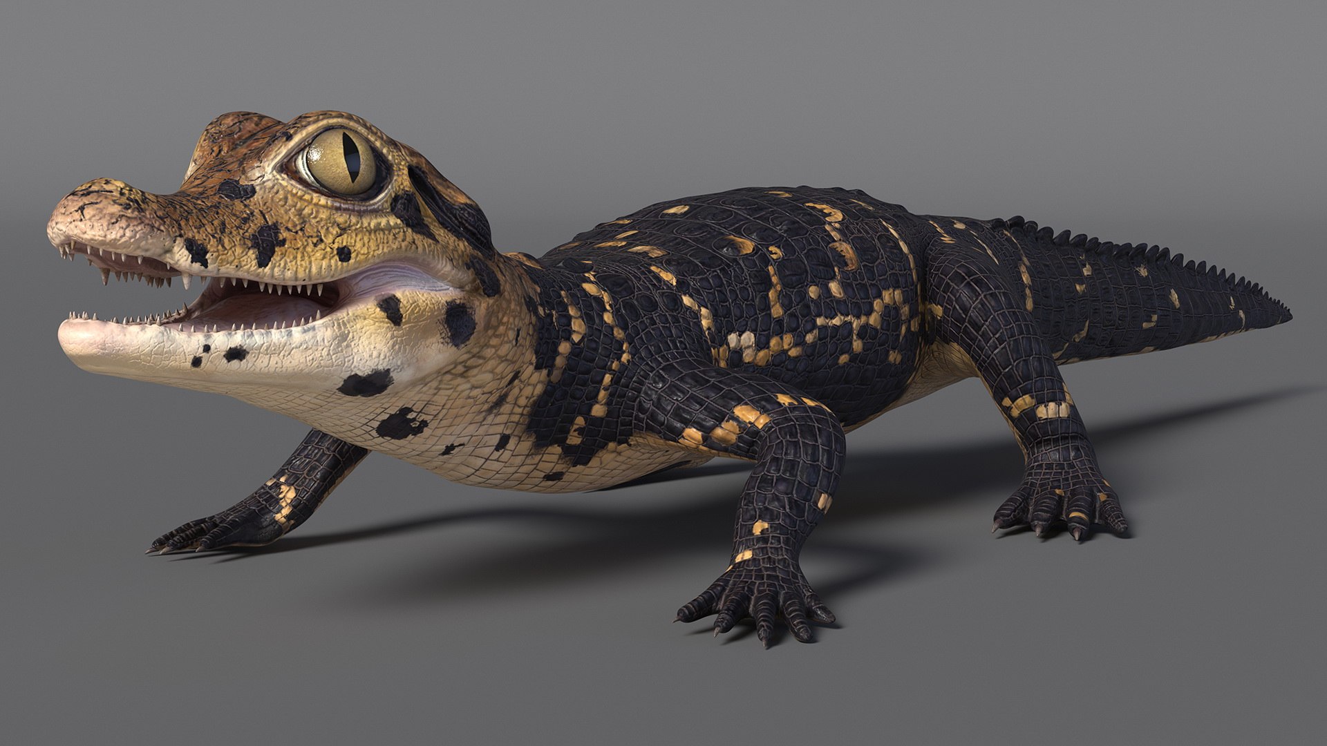 3D Model Black Caiman Baby Rigged For Cinema 4D - TurboSquid 2270862