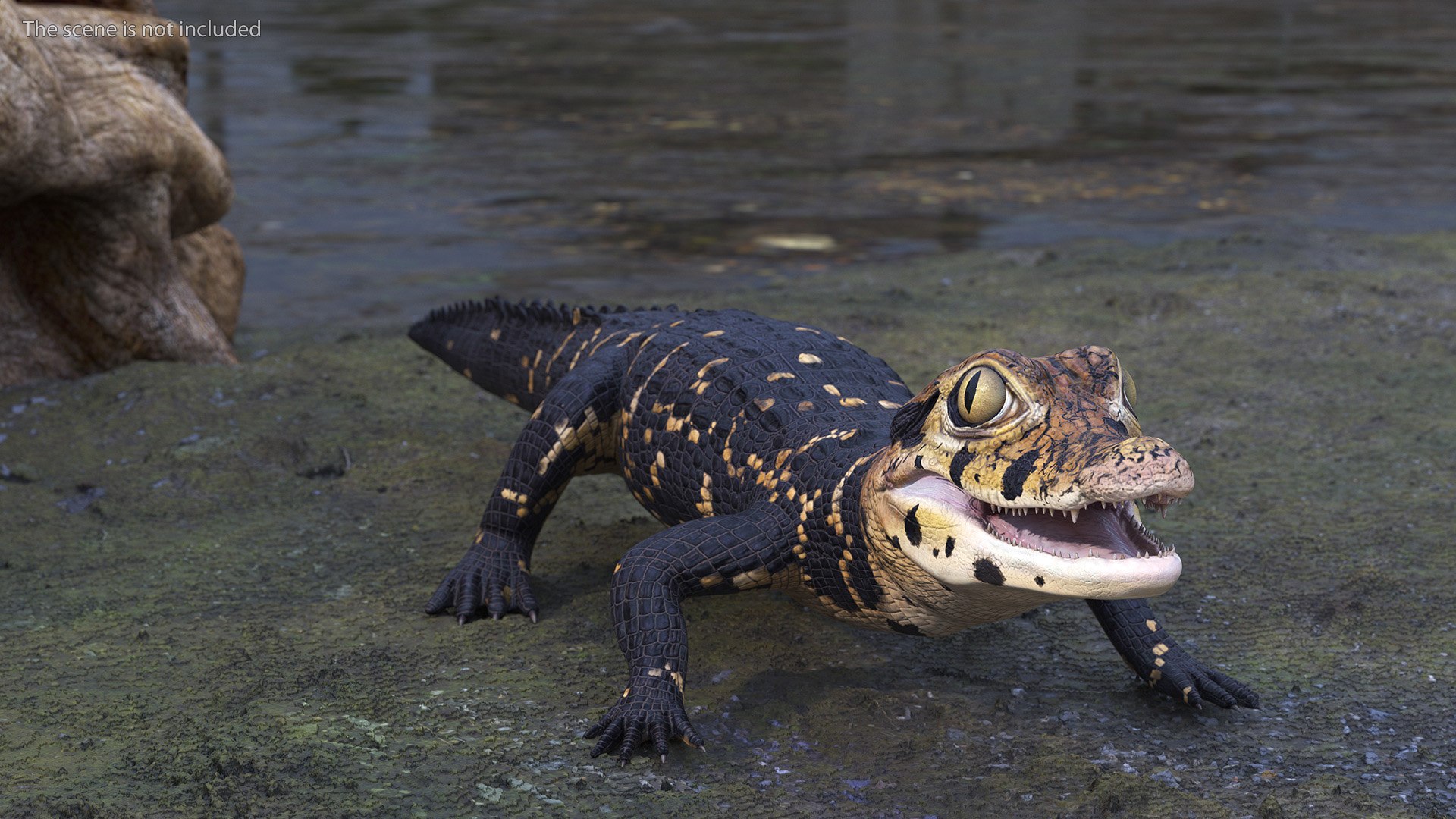 3D Model Black Caiman Baby Rigged For Cinema 4D - TurboSquid 2270862
