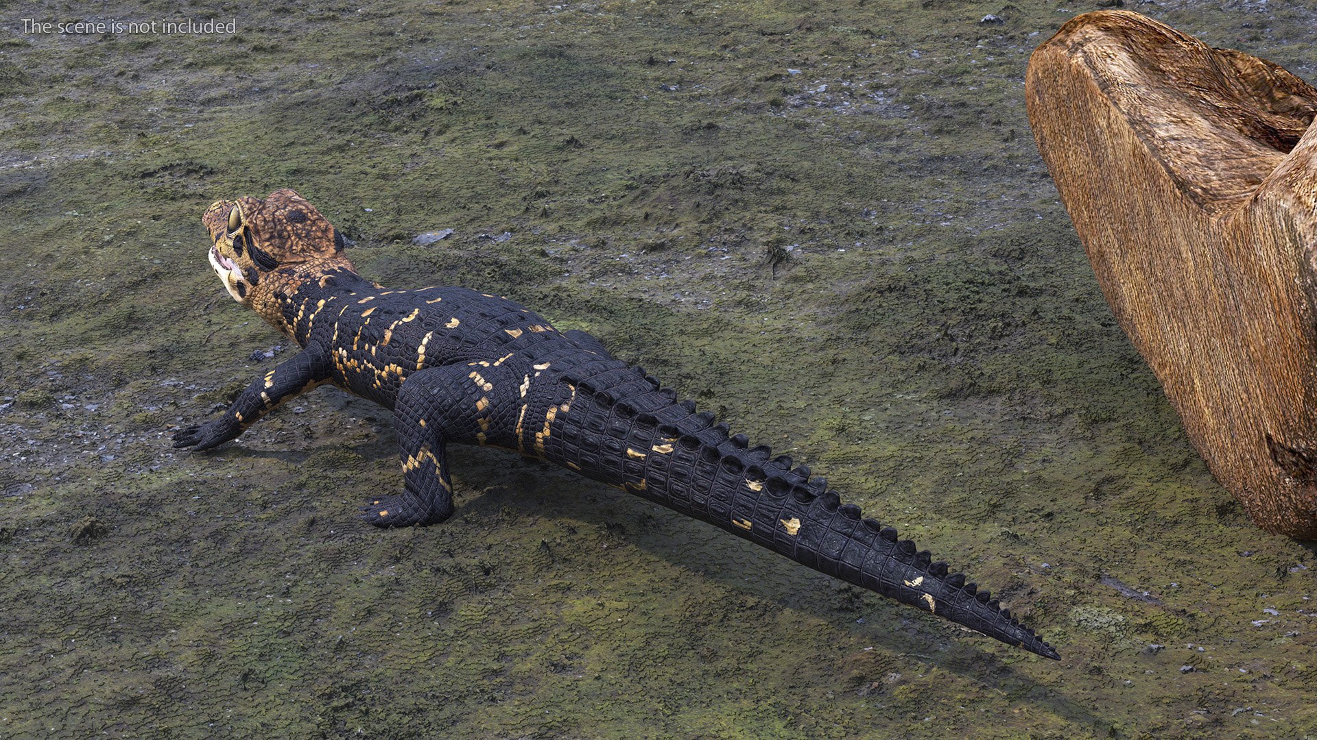 3D Model Black Caiman Baby Rigged For Cinema 4D - TurboSquid 2270862