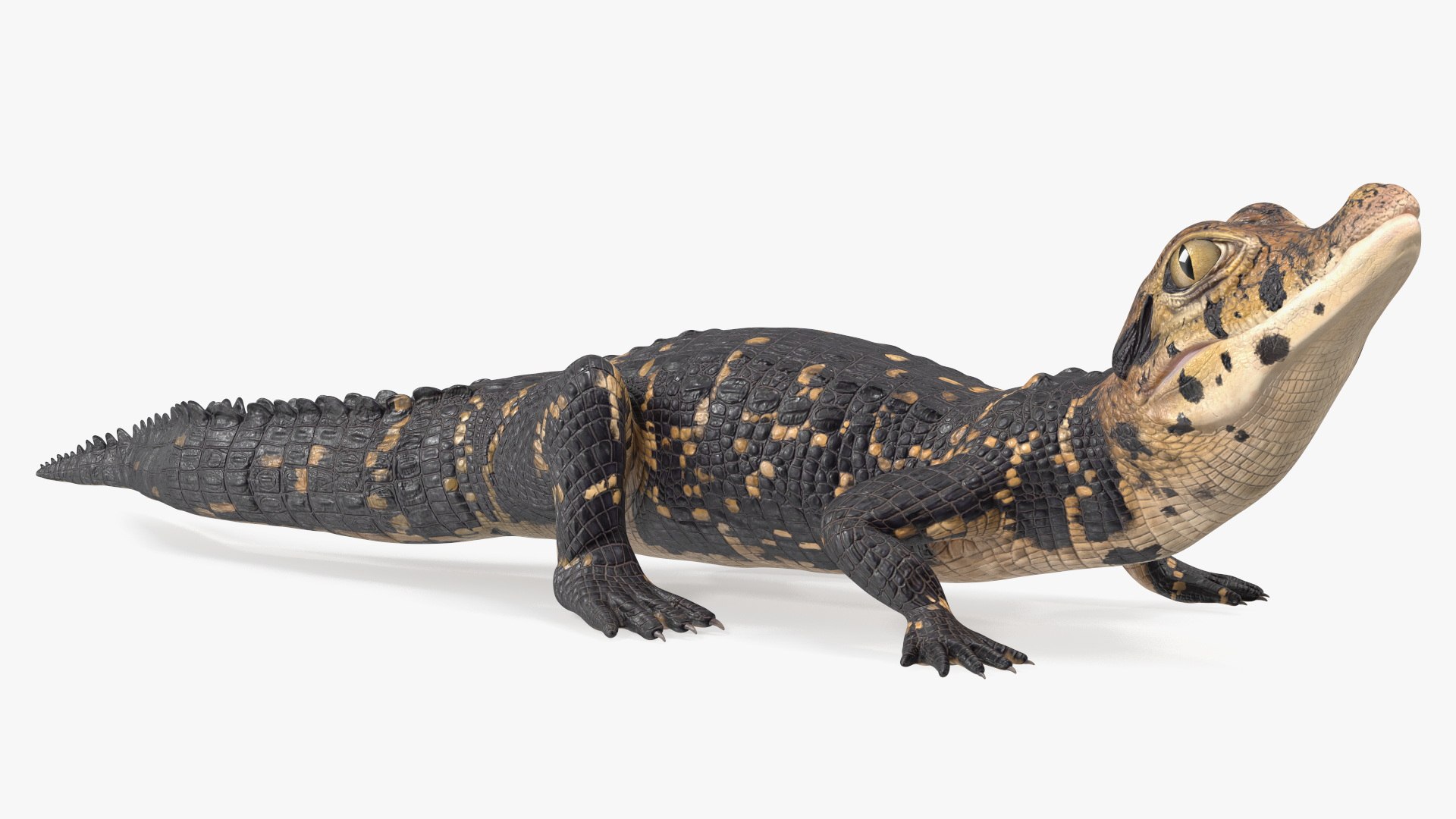 3D Model Black Caiman Baby Rigged For Cinema 4D - TurboSquid 2270862