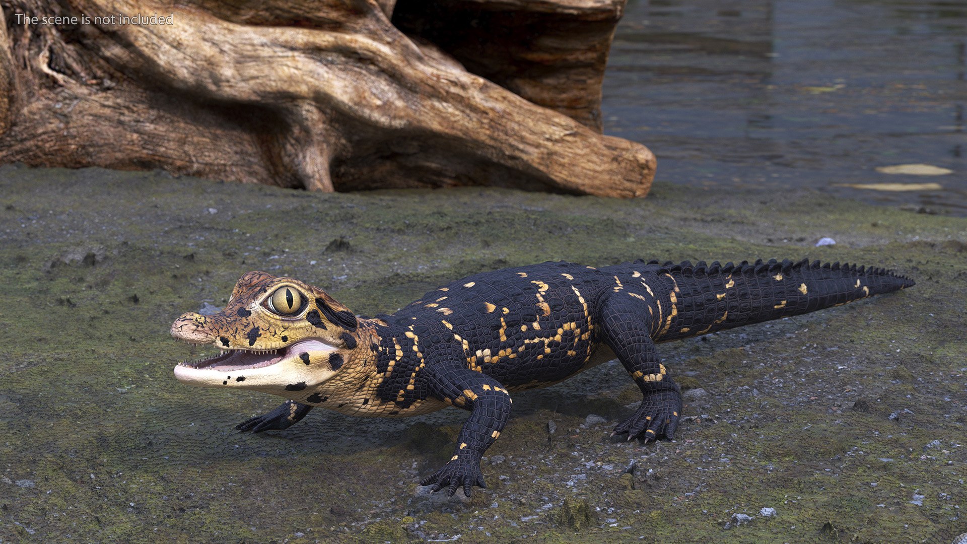 3D Model Black Caiman Baby Rigged For Cinema 4D - TurboSquid 2270862
