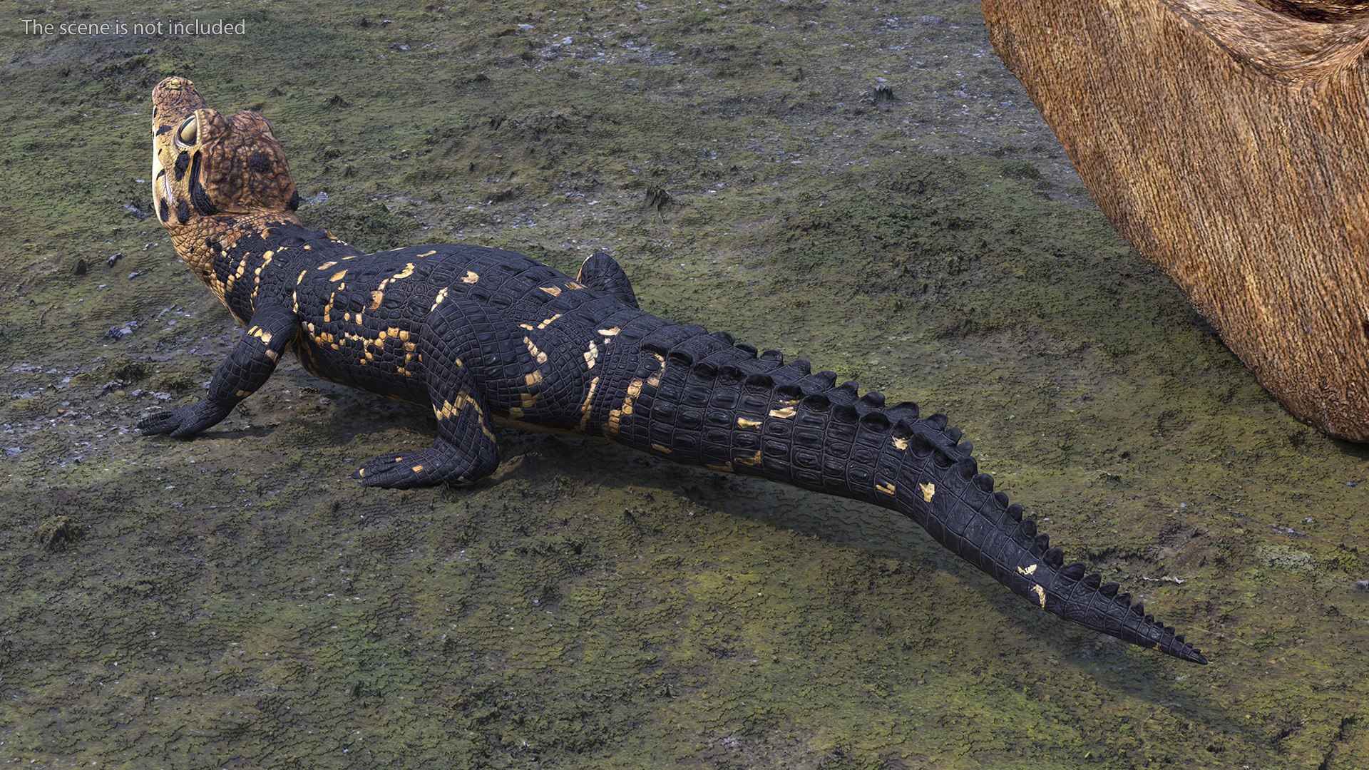 3D Model Black Caiman Baby Rigged For Cinema 4D - TurboSquid 2270862