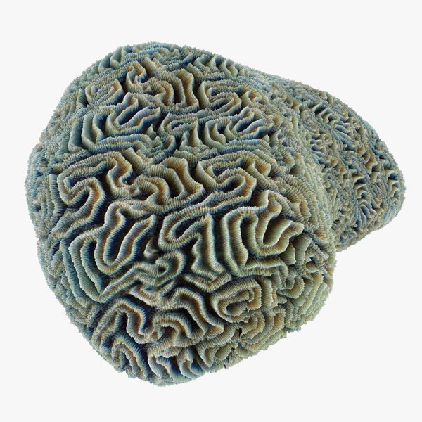 brain coral 3d max