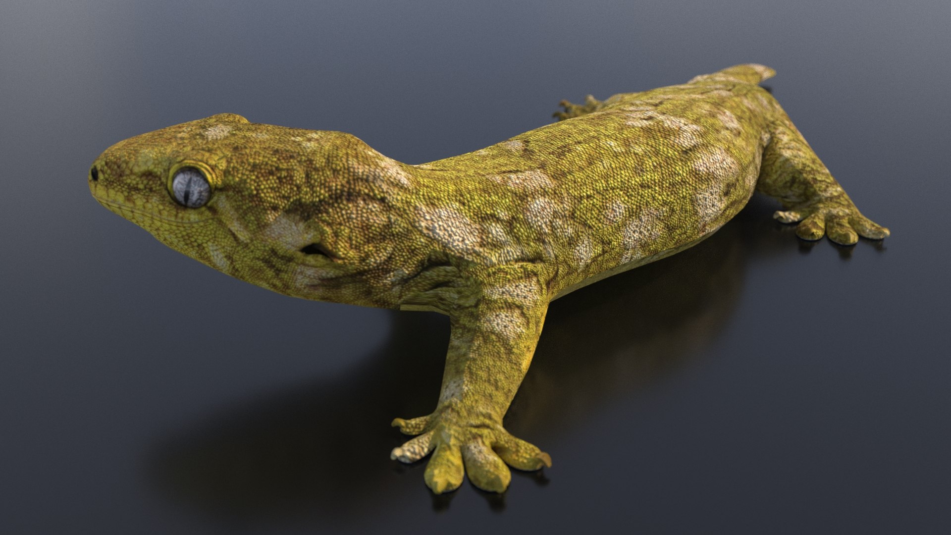 Gecko Lizard 3D Model | 1147745 | TurboSquid