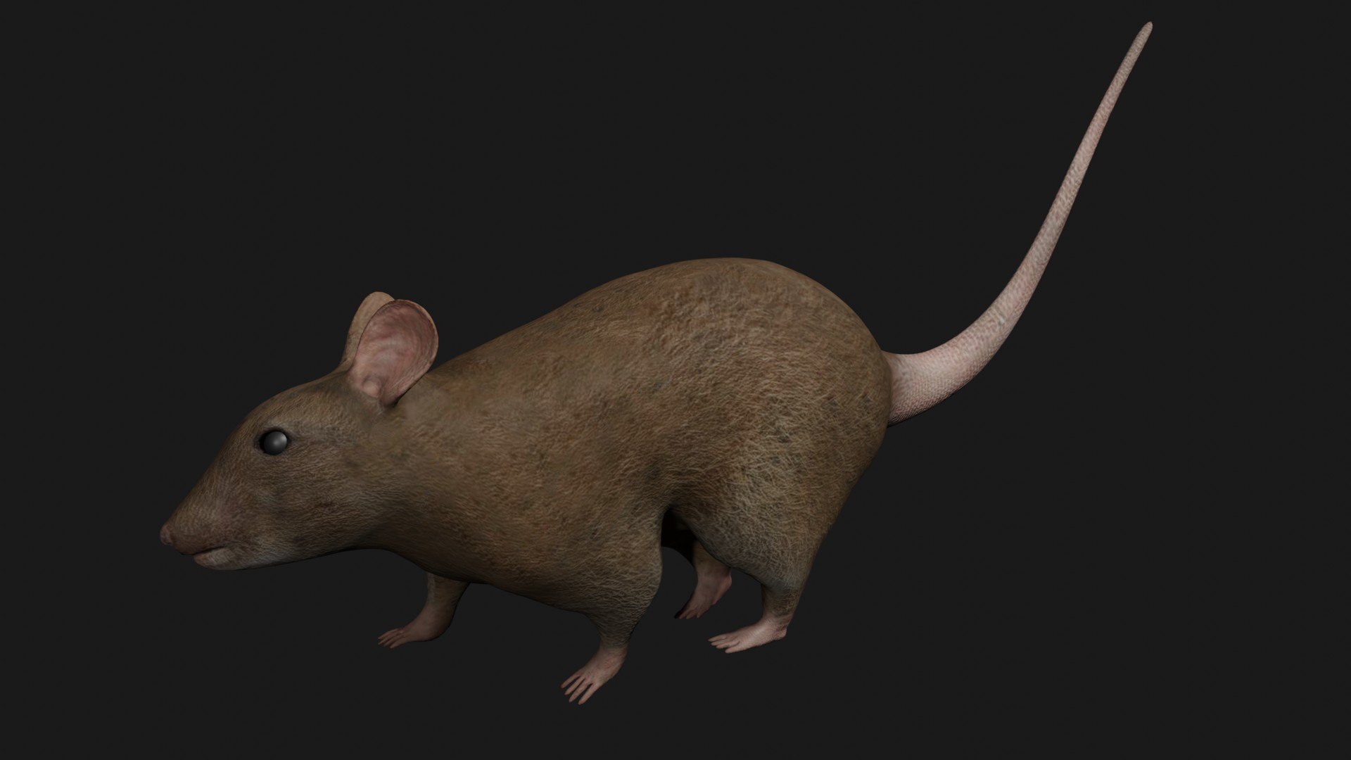 3D Brown Mouse Rigged - TurboSquid 1661450