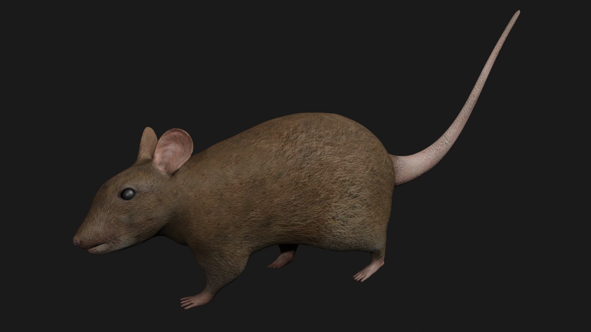 3D Brown Mouse Rigged - TurboSquid 1661450