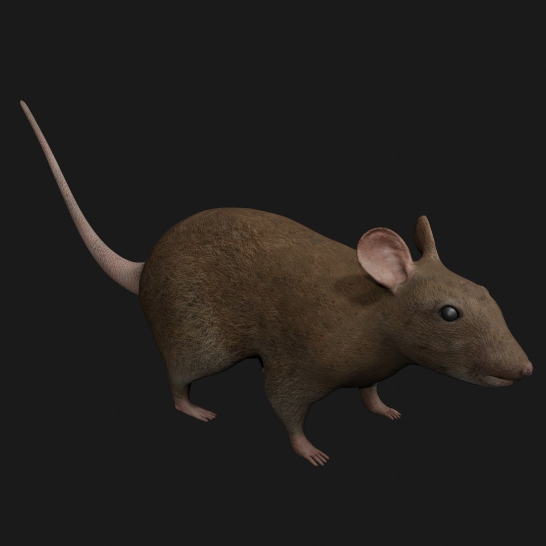3D Brown Mouse Rigged - TurboSquid 1661450