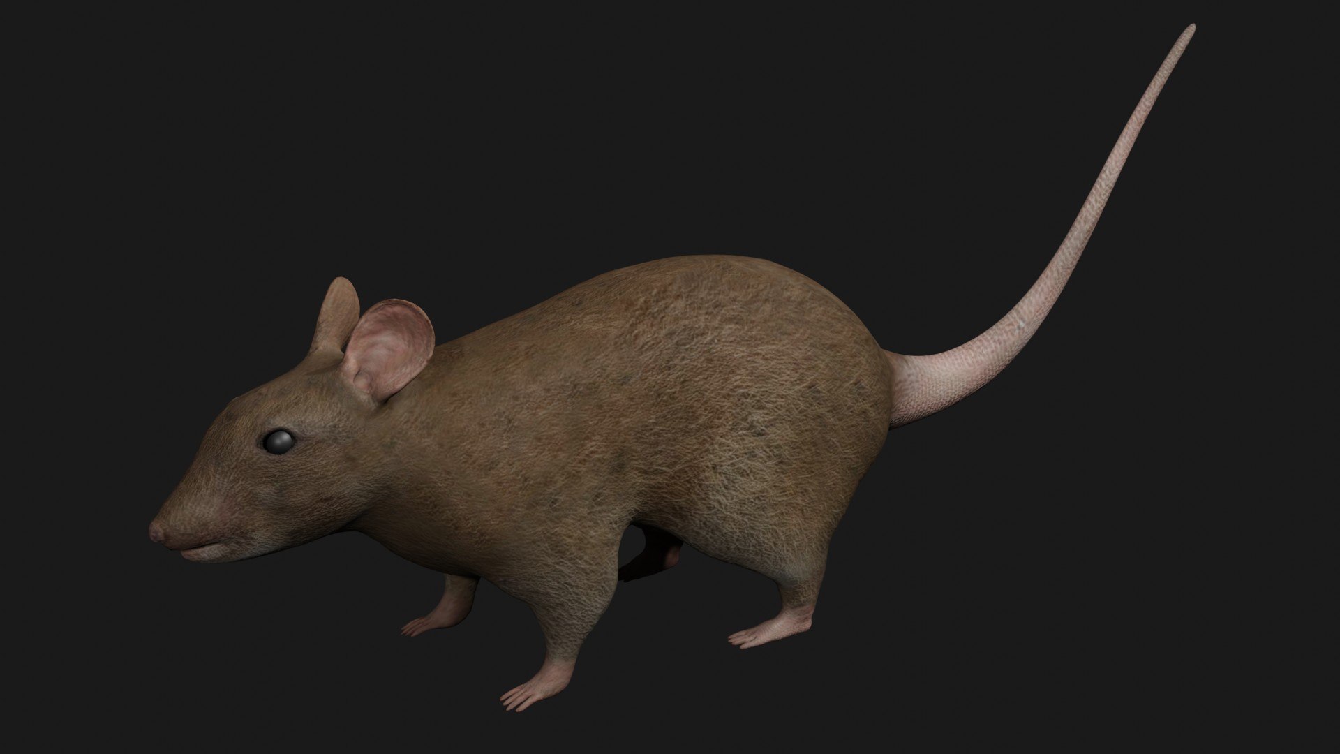 3D Brown Mouse Rigged - TurboSquid 1661450