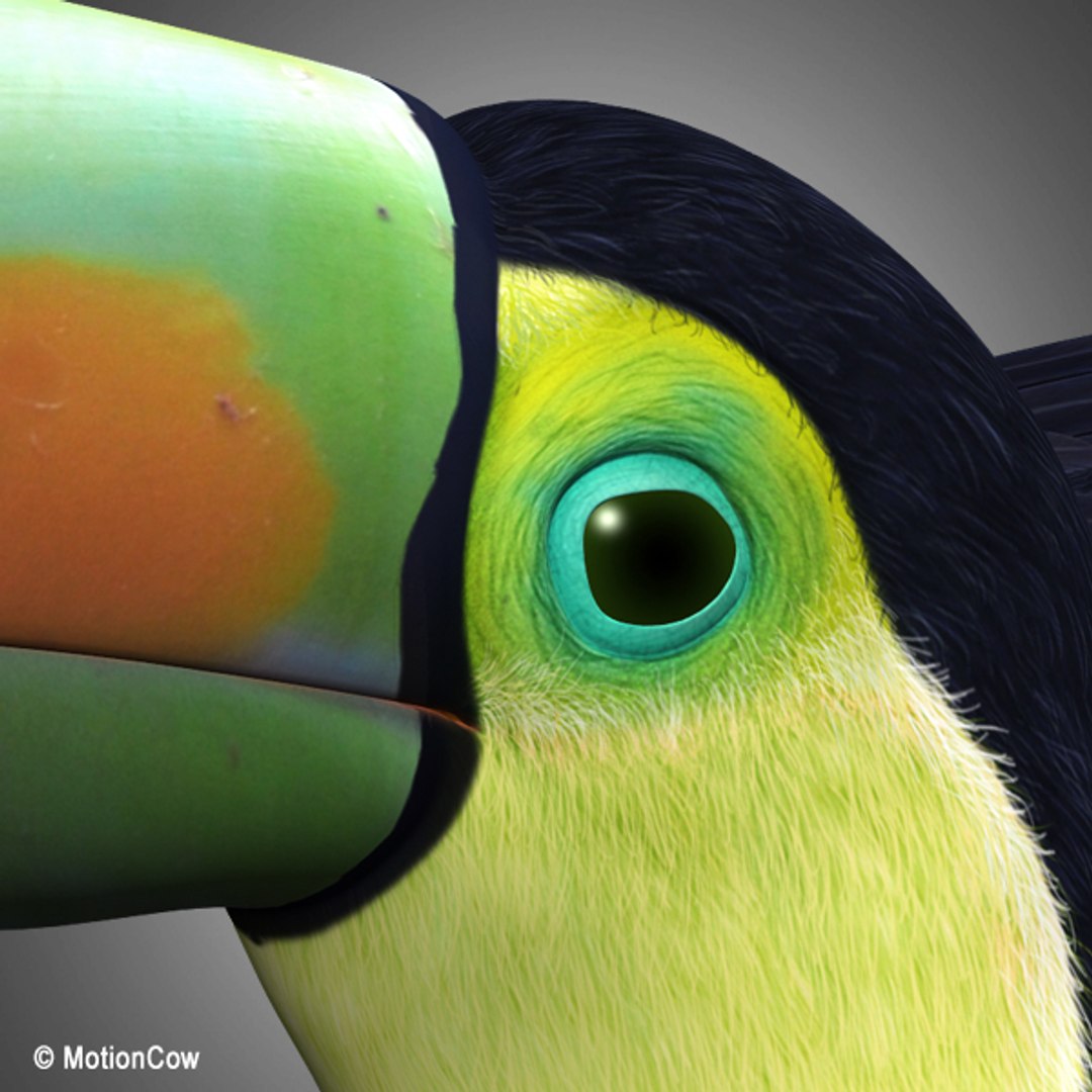 Realistic Toucan Wings Folded Max