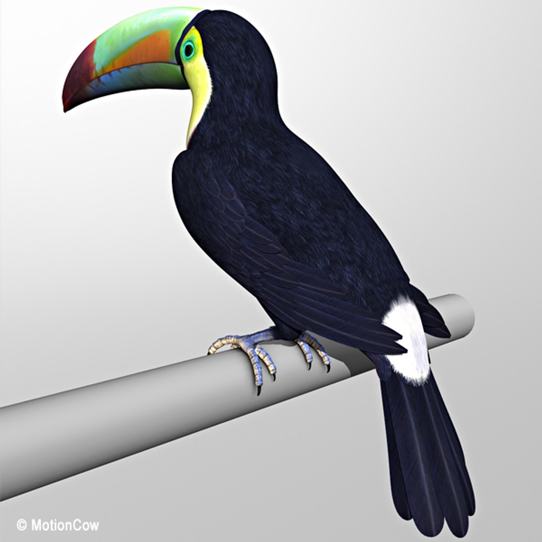 Realistic Toucan Wings Folded Max