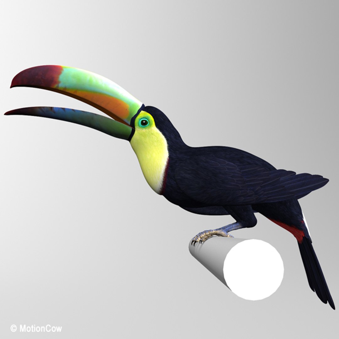 Realistic Toucan Wings Folded Max