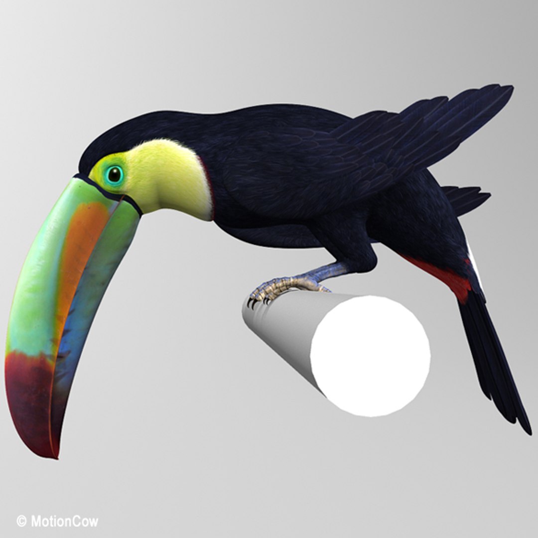 Realistic Toucan Wings Folded Max