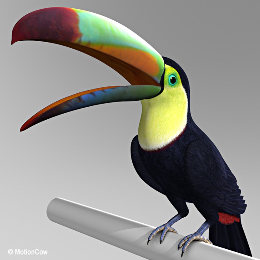 Realistic Toucan Wings Folded Max