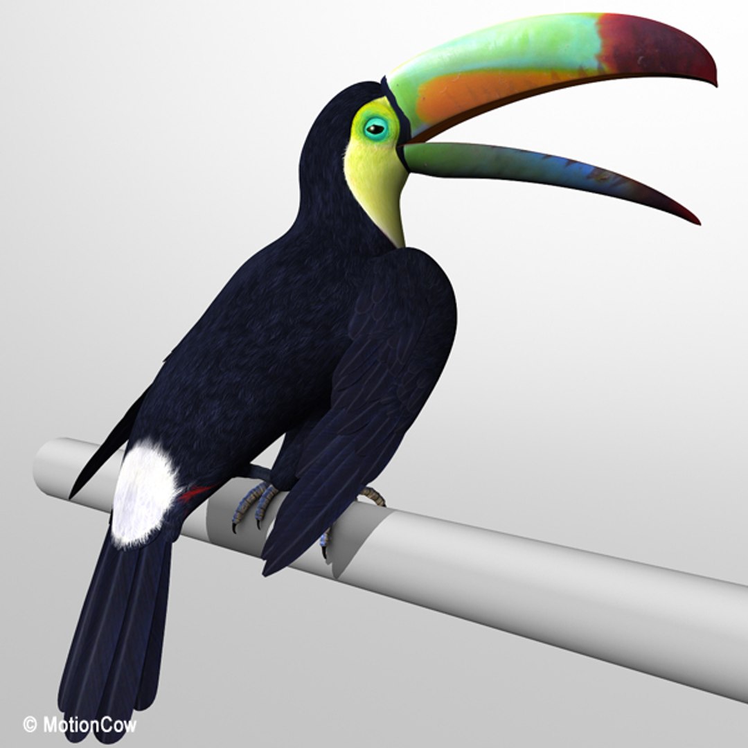 Realistic Toucan Wings Folded Max