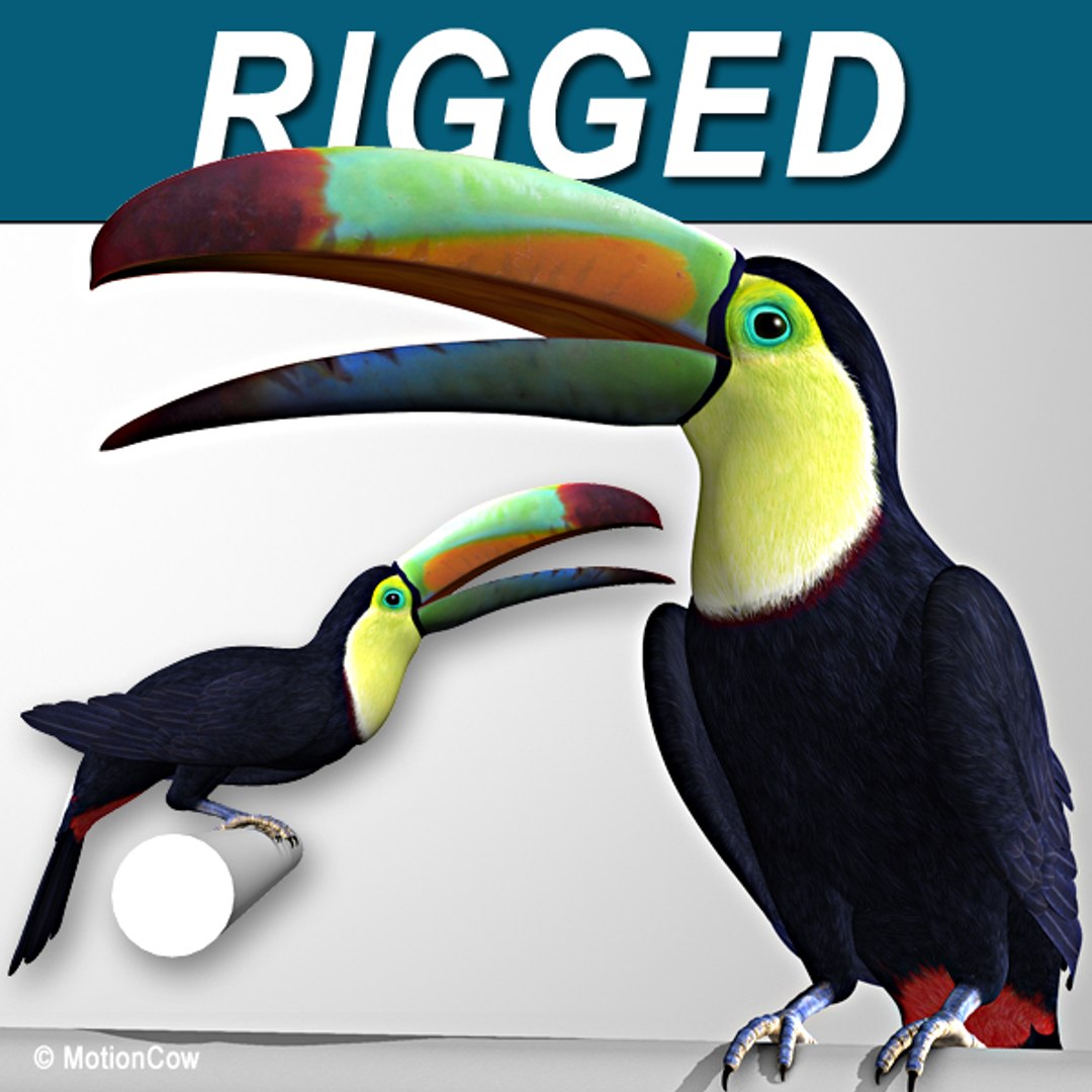 Realistic Toucan Wings Folded Max