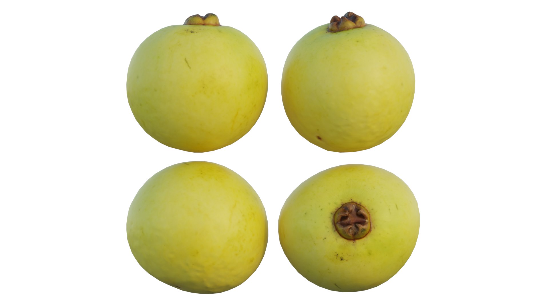 3D Diospyros Decandra - TurboSquid 1949824