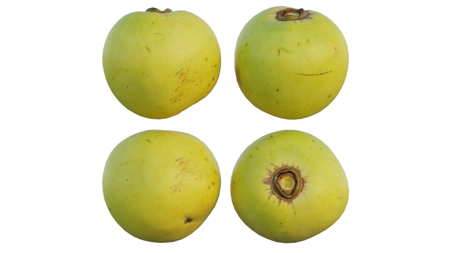 3D Diospyros Decandra - TurboSquid 1949824