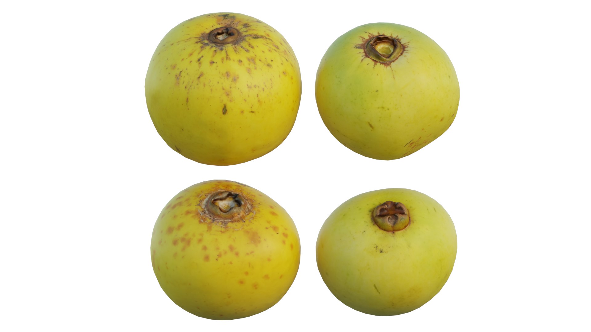3D Diospyros Decandra - TurboSquid 1949824