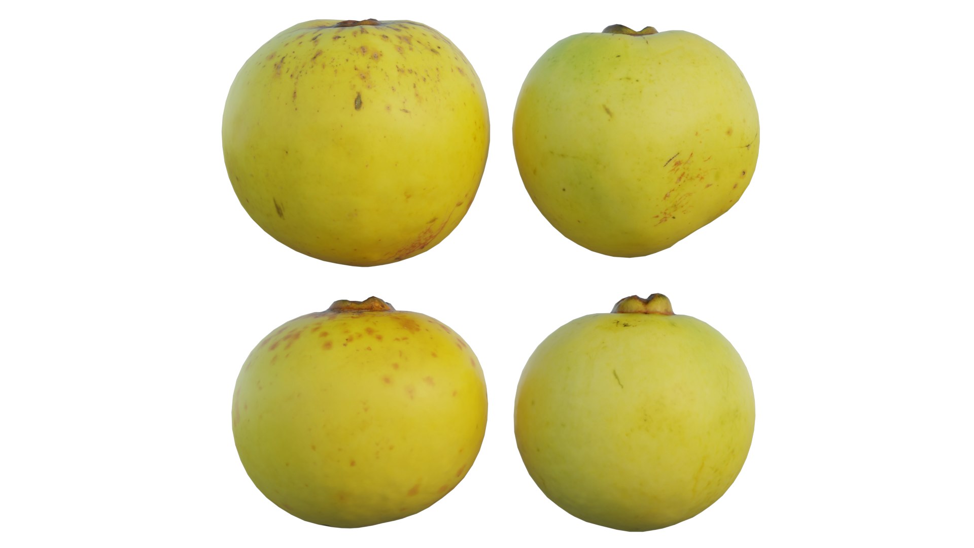 3D Diospyros Decandra - TurboSquid 1949824