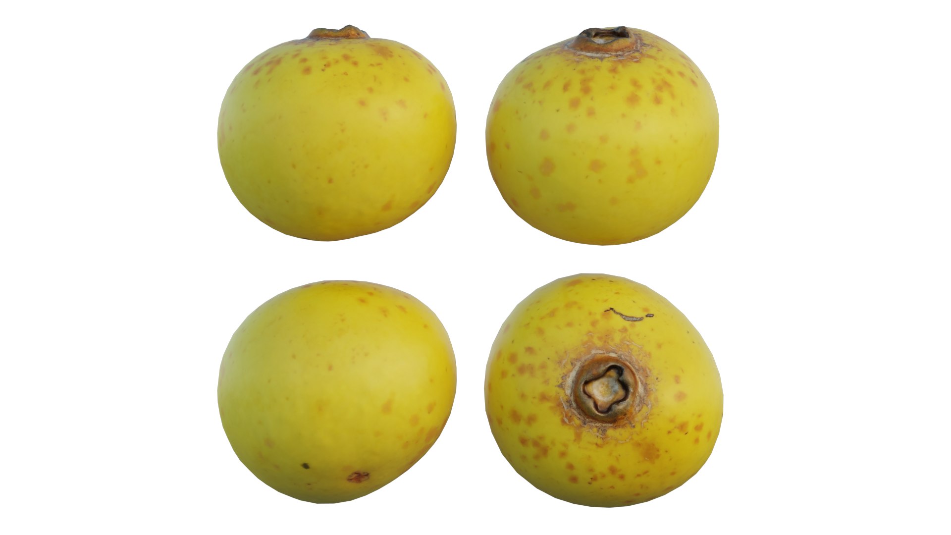 3D Diospyros Decandra - TurboSquid 1949824