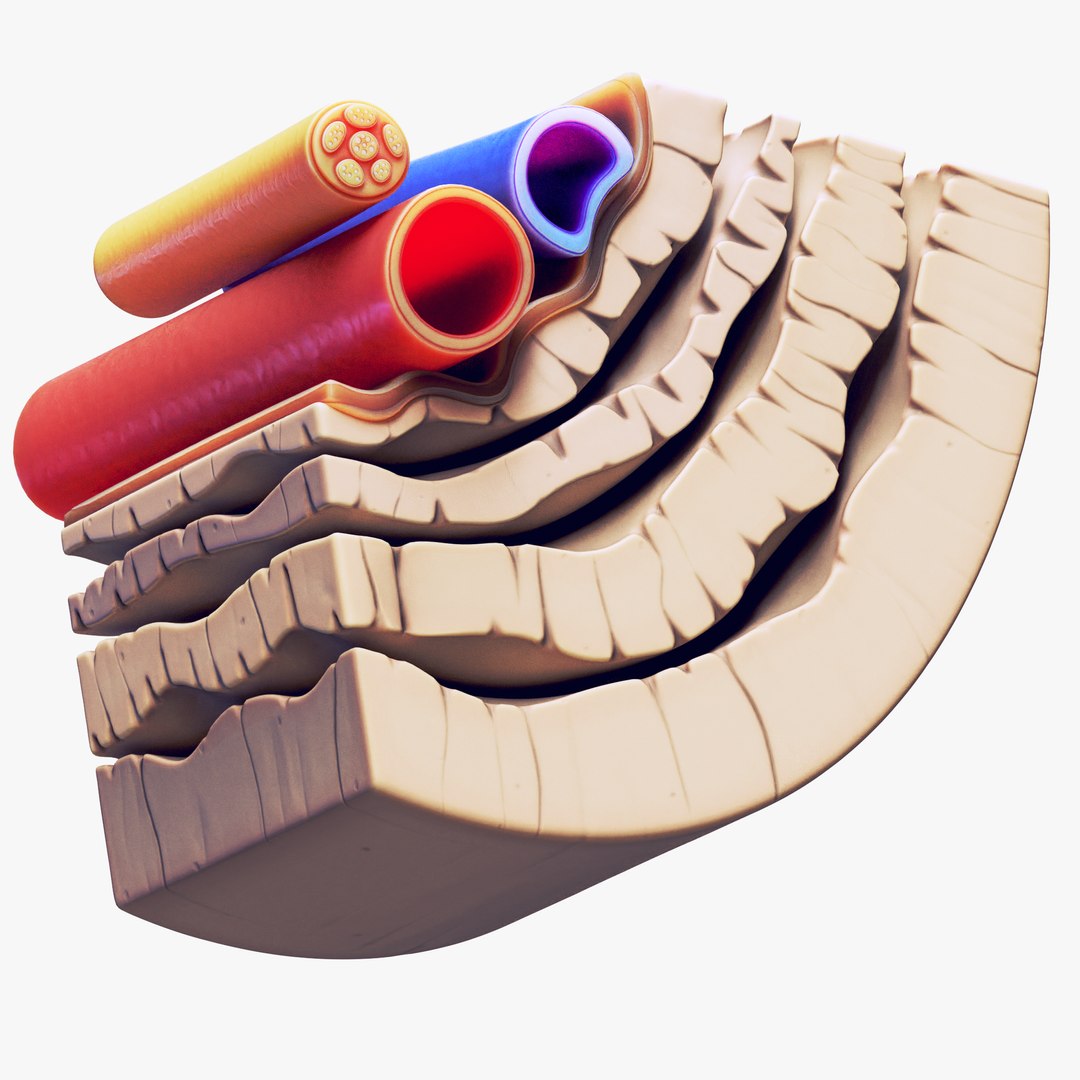 Osteocyte In Compact Bone Osteon Model - TurboSquid 2088676