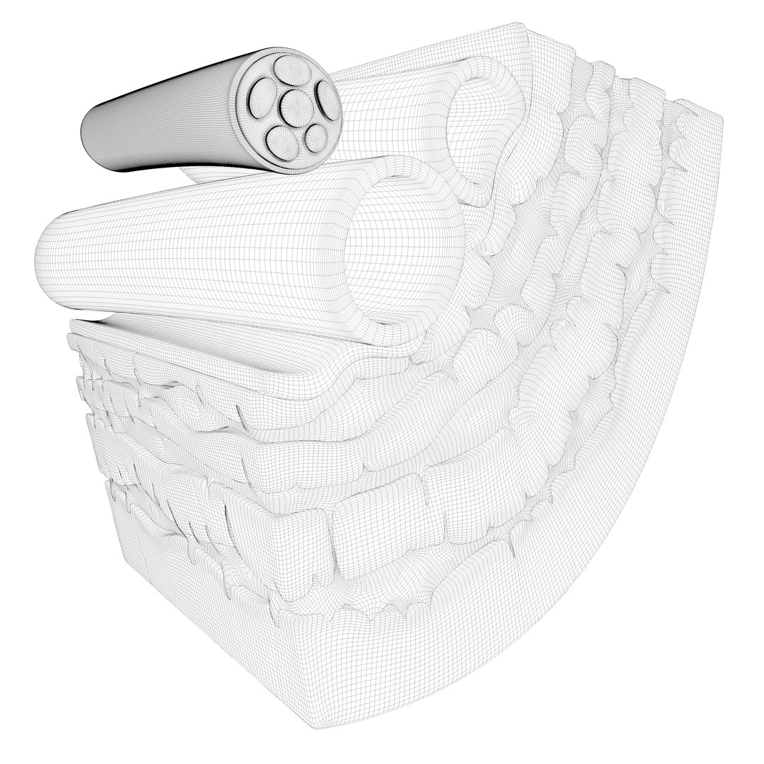 Osteocyte In Compact Bone Osteon Model - TurboSquid 2088676