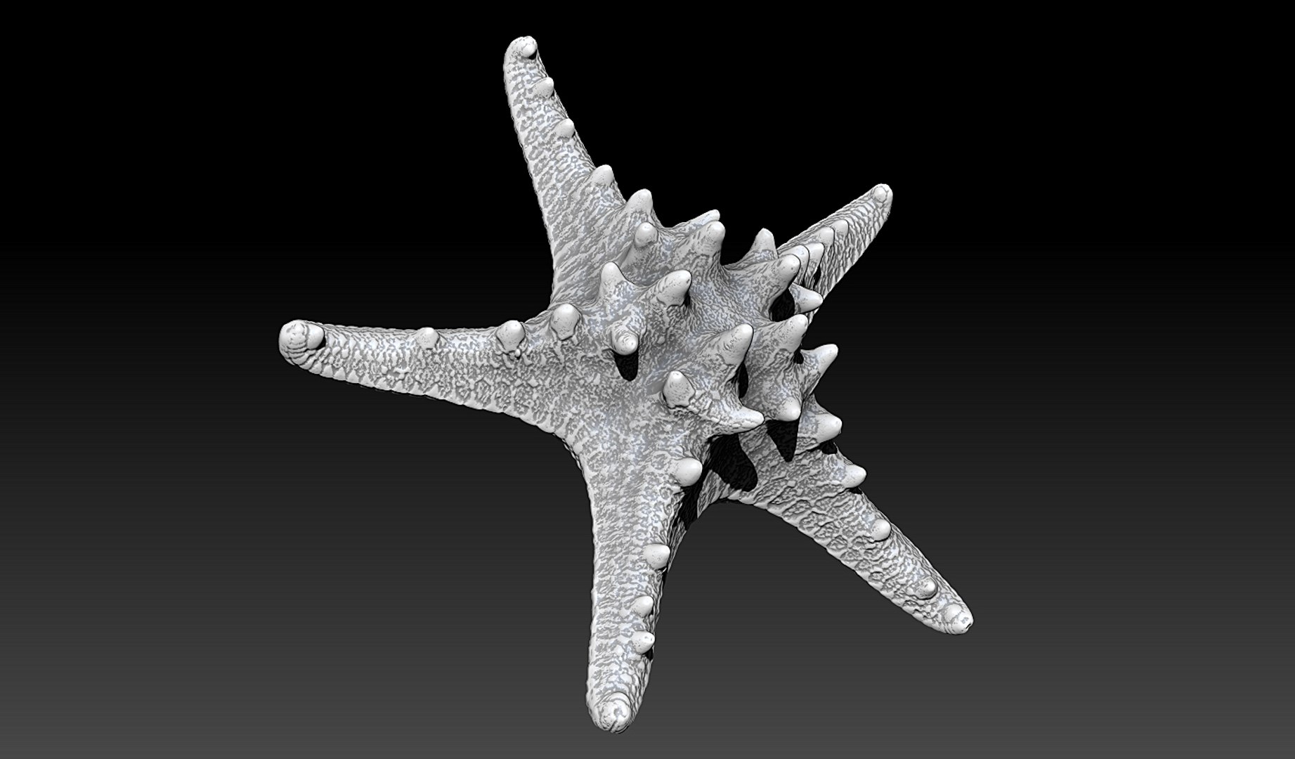 3d Starfish Marine Invertebrates Model