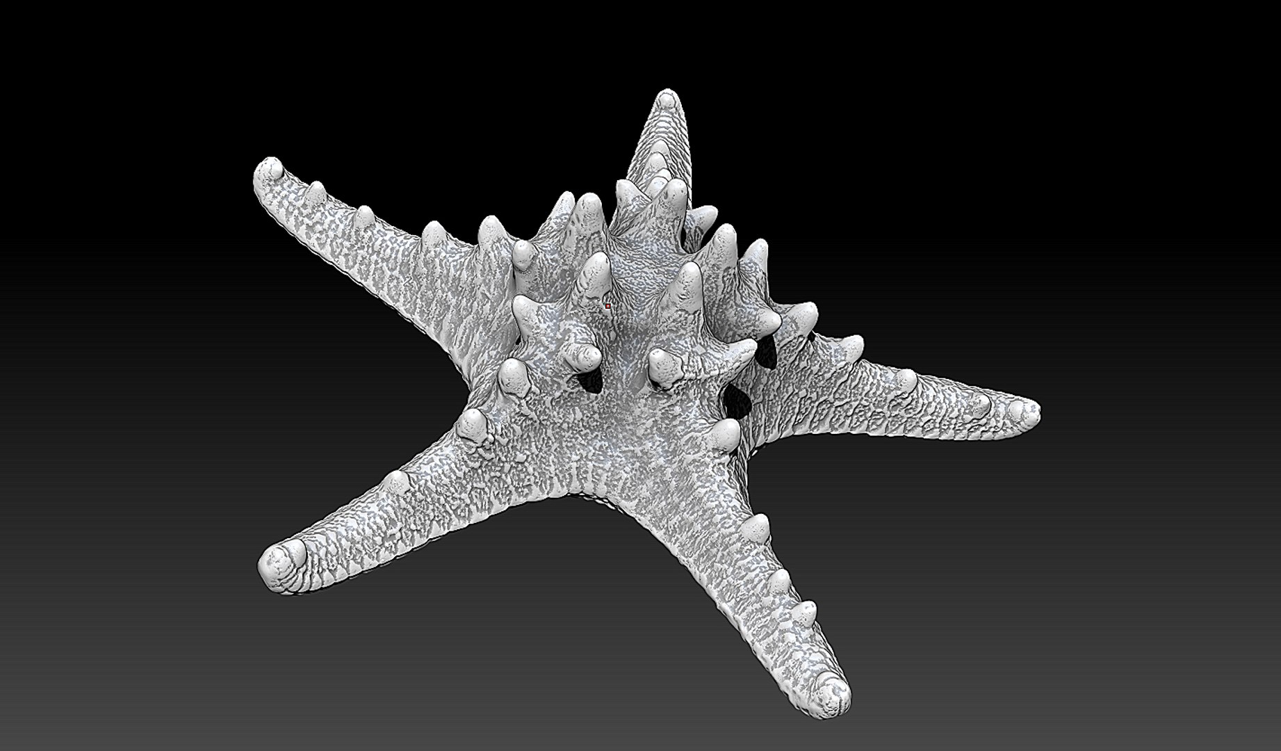 3d Starfish Marine Invertebrates Model
