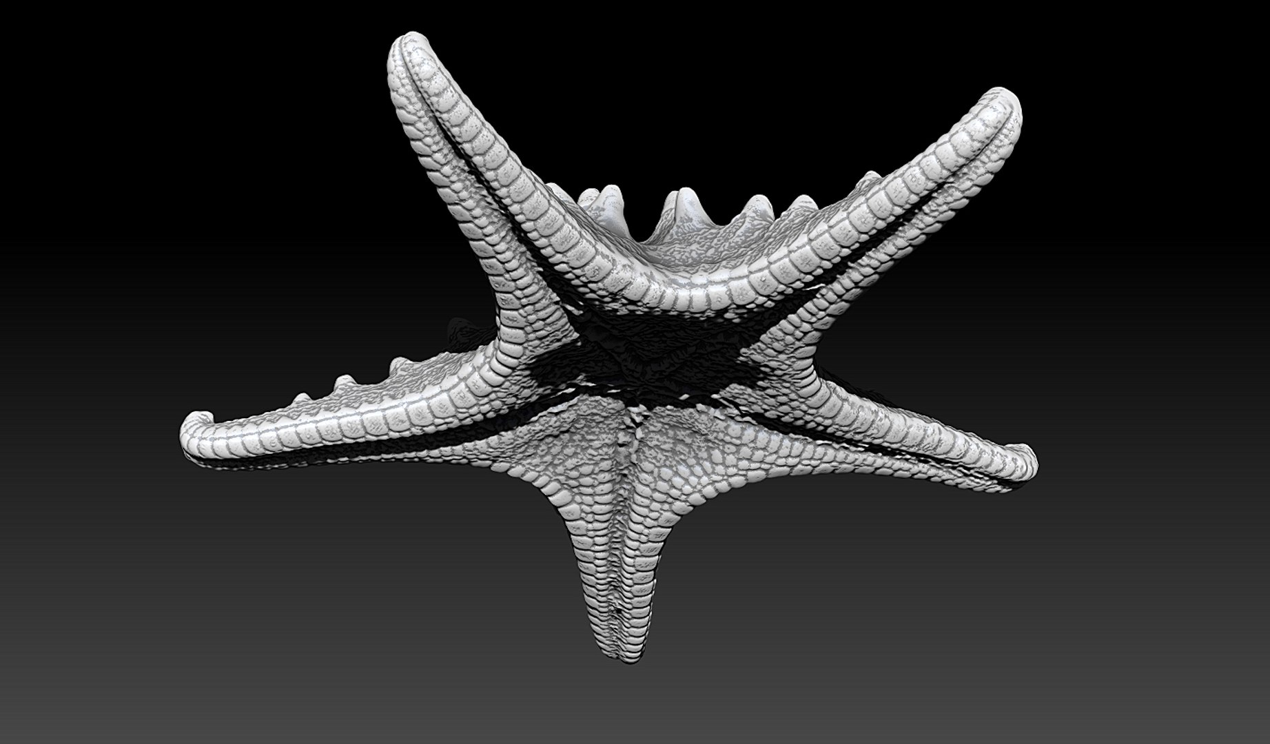 3d Starfish Marine Invertebrates Model