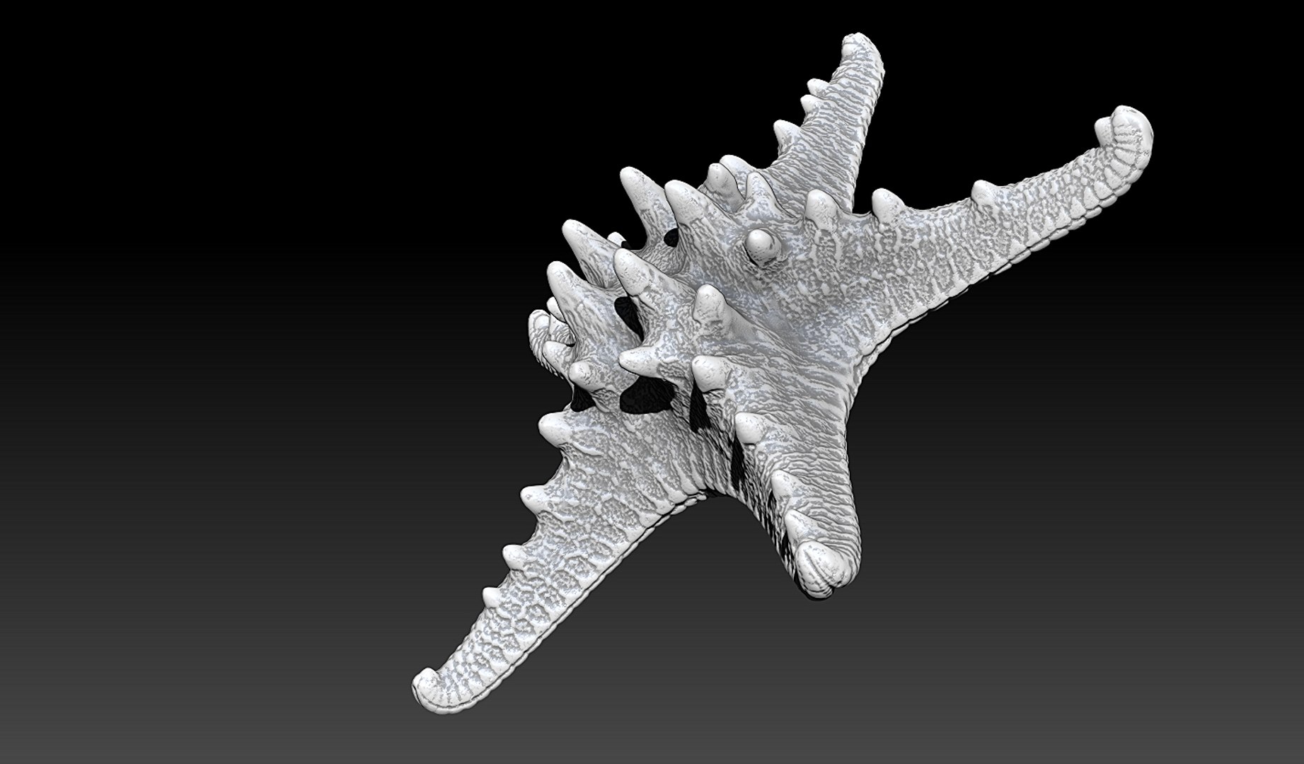 3d Starfish Marine Invertebrates Model