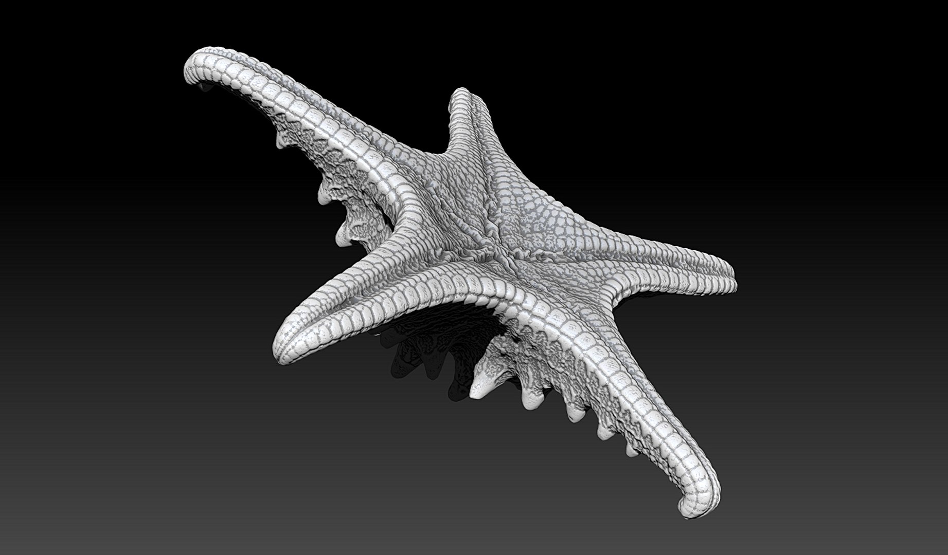 3d Starfish Marine Invertebrates Model