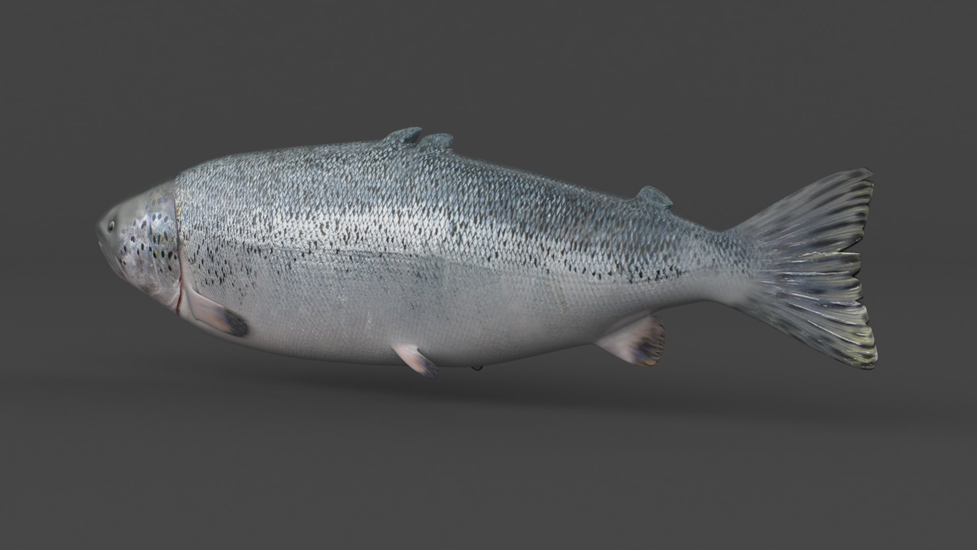 Salmon Fish 3D Model - TurboSquid 2030677
