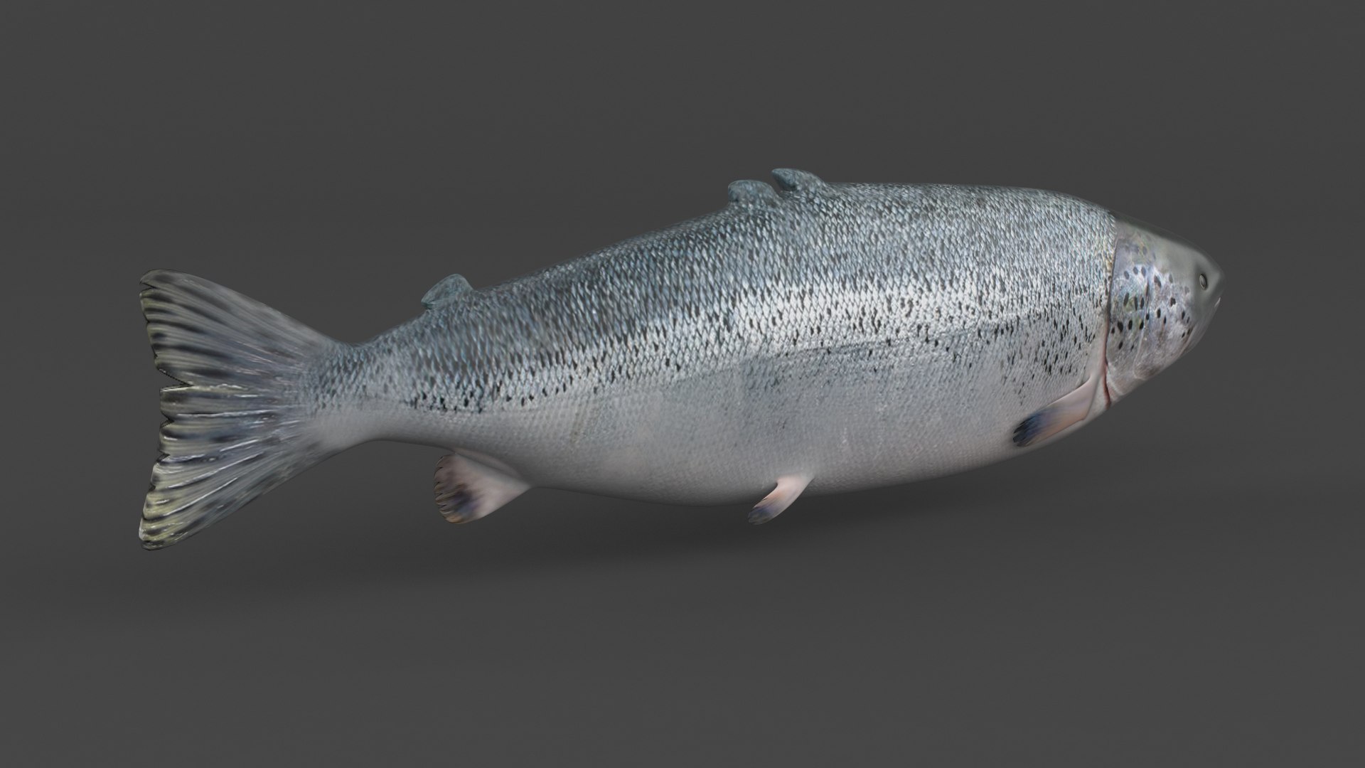 Salmon Fish 3D Model - TurboSquid 2030677